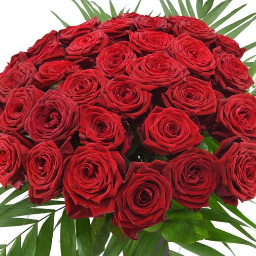 Røde Roser - Gardenia Blomster Butik